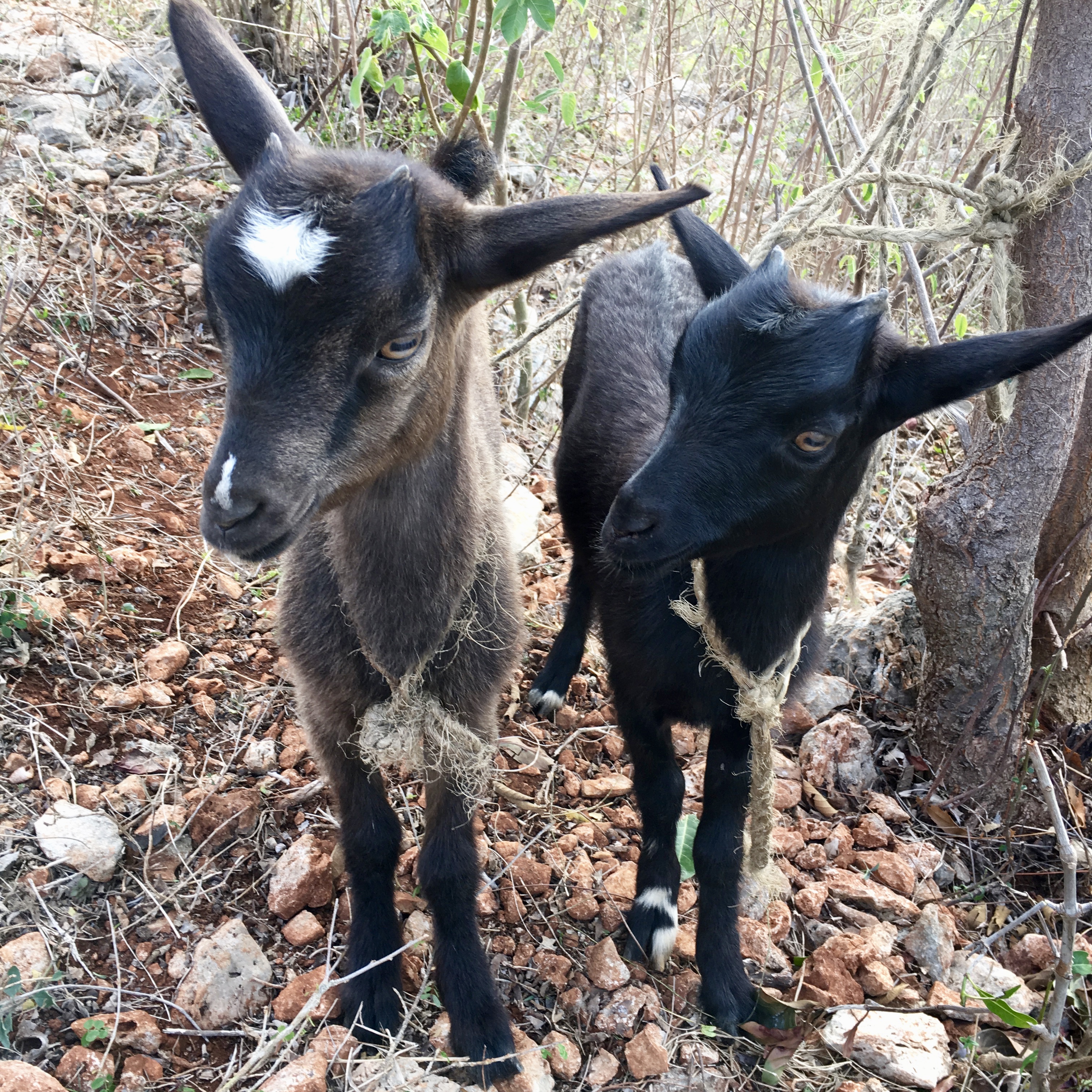 Goats_Sobier_Haiti – FIRST UNITED METHODIST CHURCH OF SANTA MONICA